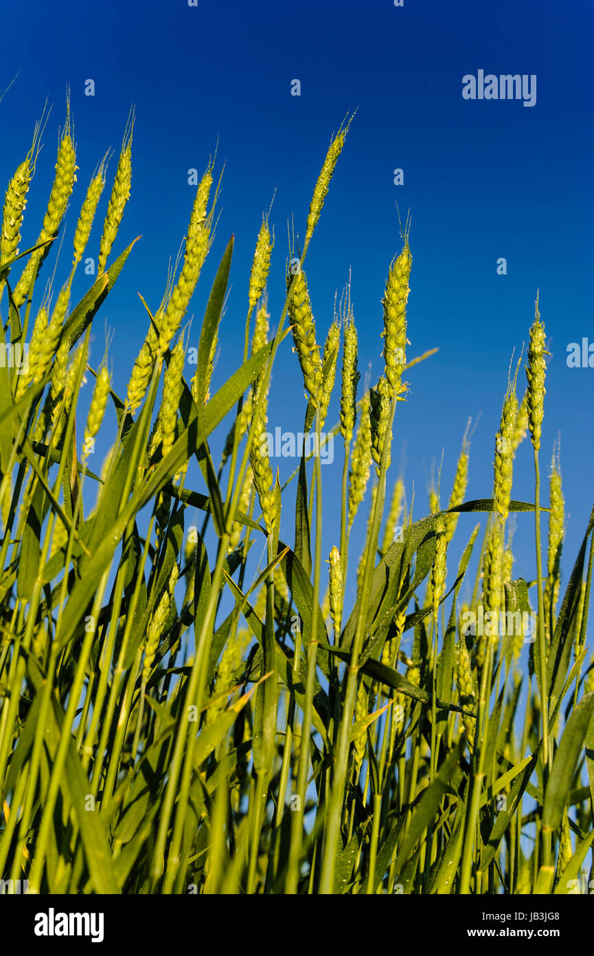 Summer field of crop below the clear blue sky Stock Photo - Alamy