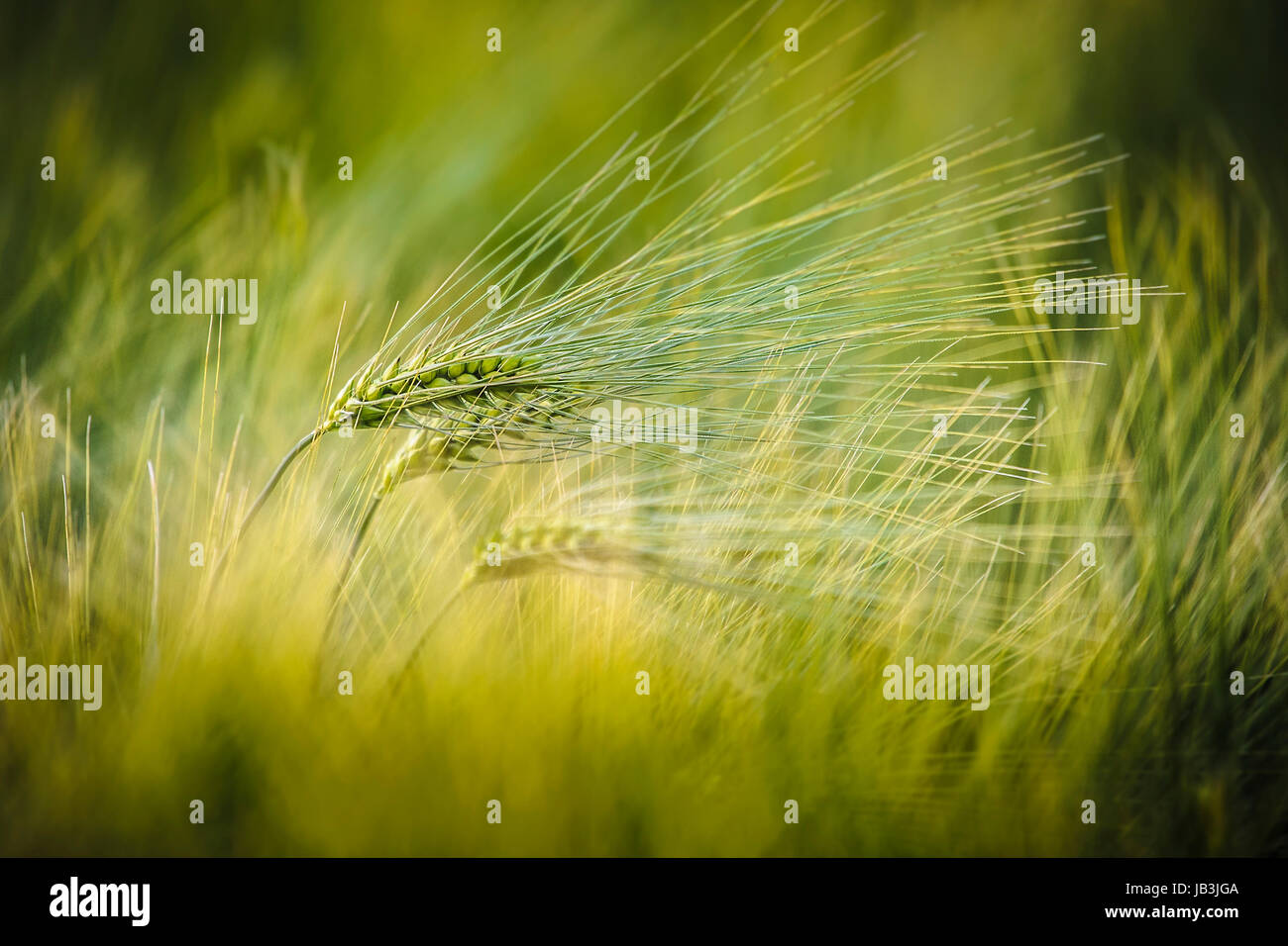 Details of a barley field in the countryside during summer sunset Stock ...