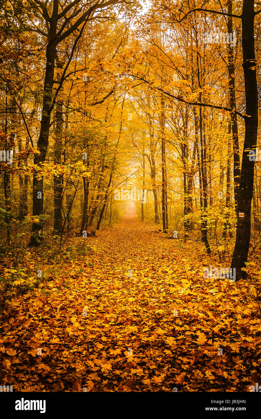 Autumn dusk scenery in forest with branch and leaves Stock Photo - Alamy