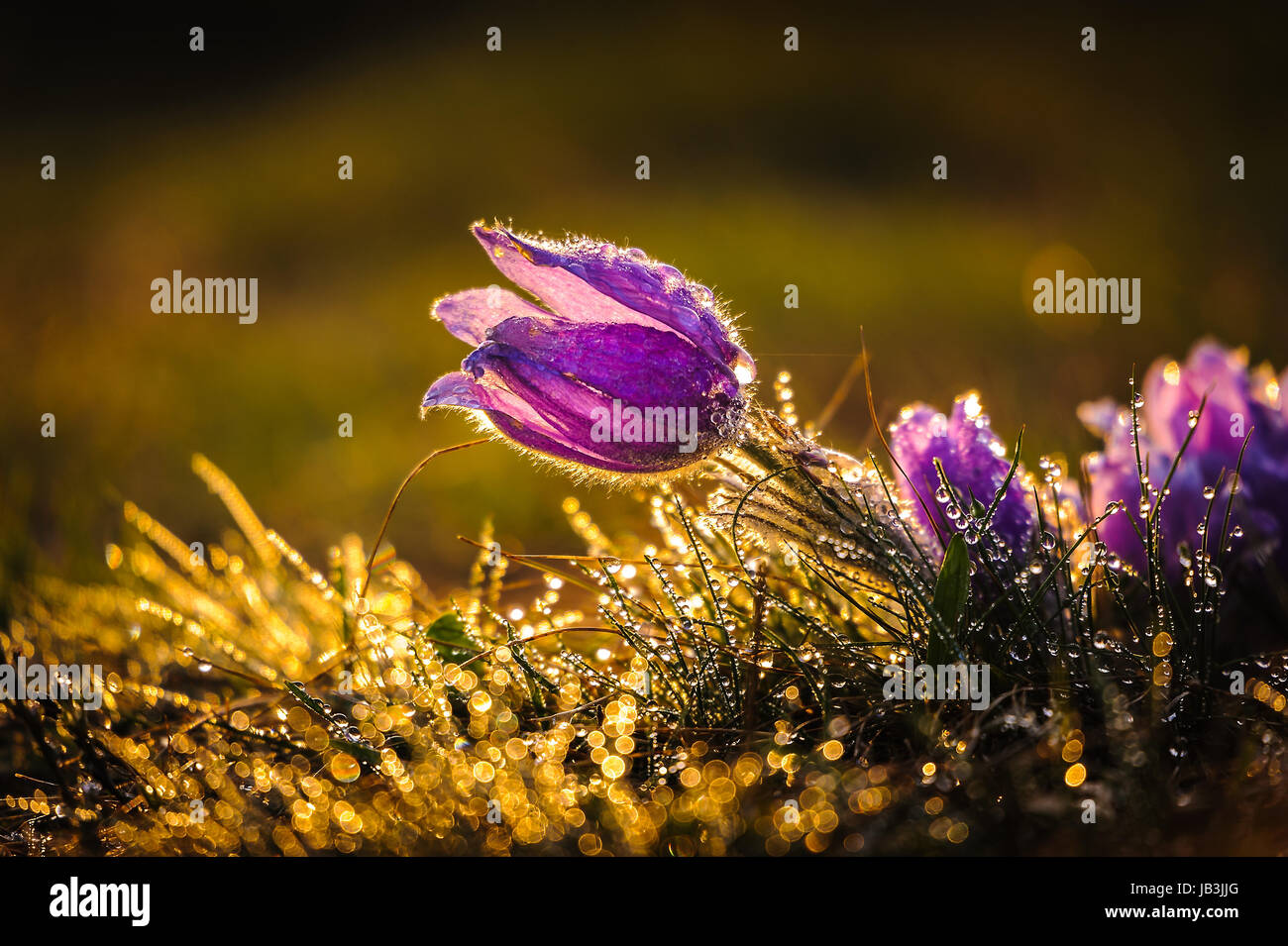 Young pasqueflower in early spring grass during sunset Stock Photo - Alamy