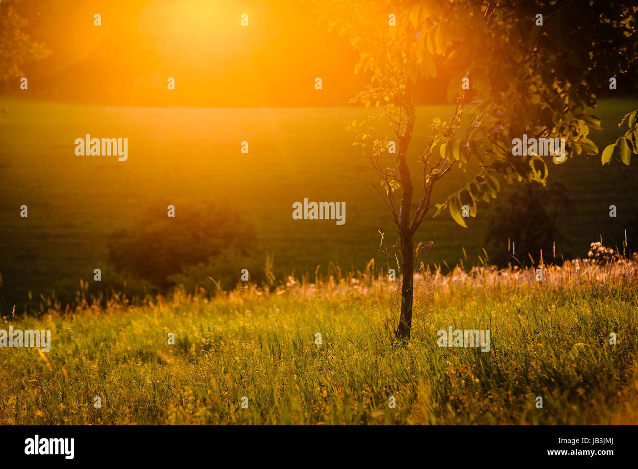 Summer field during late afternoon with clouds Stock Photo - Alamy