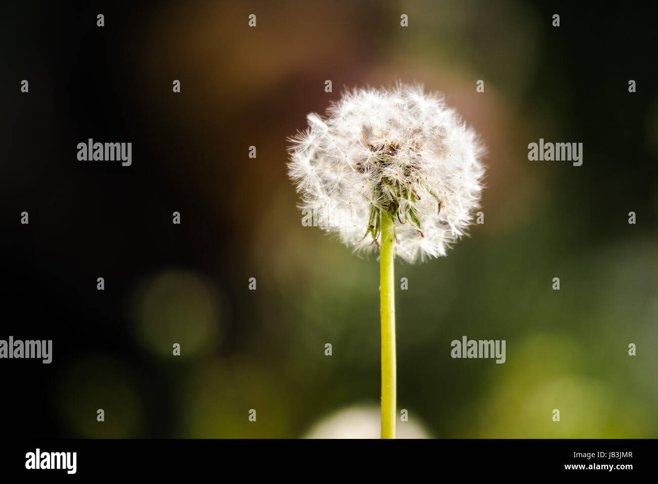 Dandelion flower rising from summer grass in summer Stock Photo - Alamy