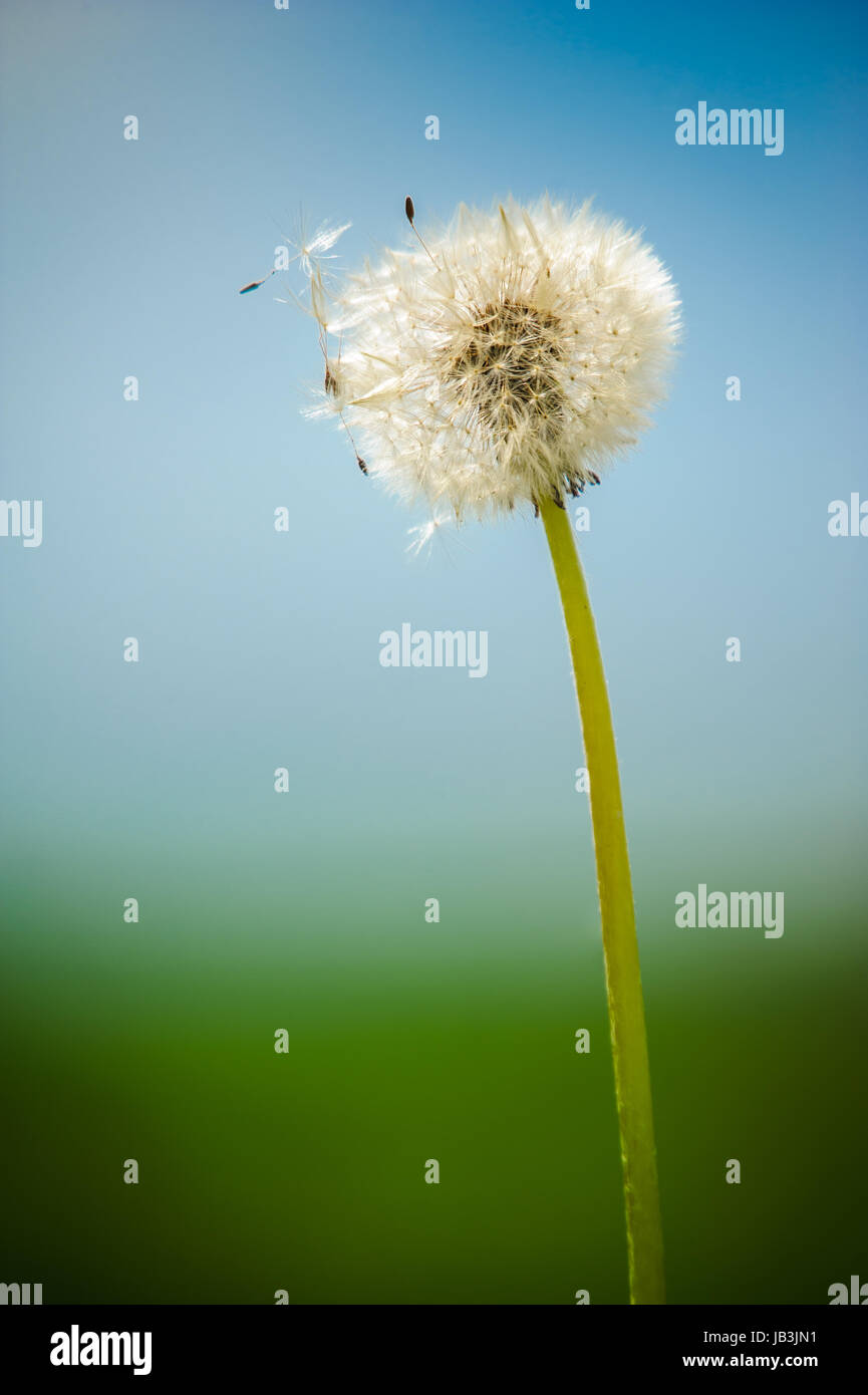 Dandelion flower rising from summer grass in summer Stock Photo - Alamy