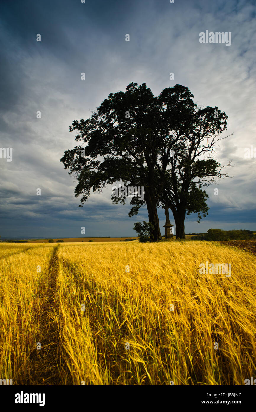 Summer field during late afternoon with clouds Stock Photo - Alamy