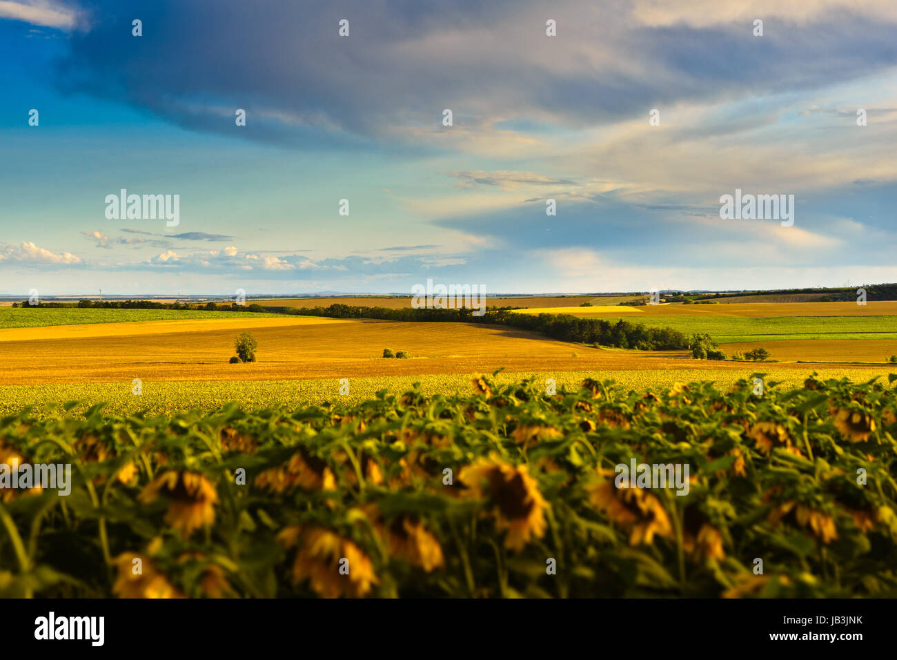 Summer field during late afternoon with clouds Stock Photo - Alamy