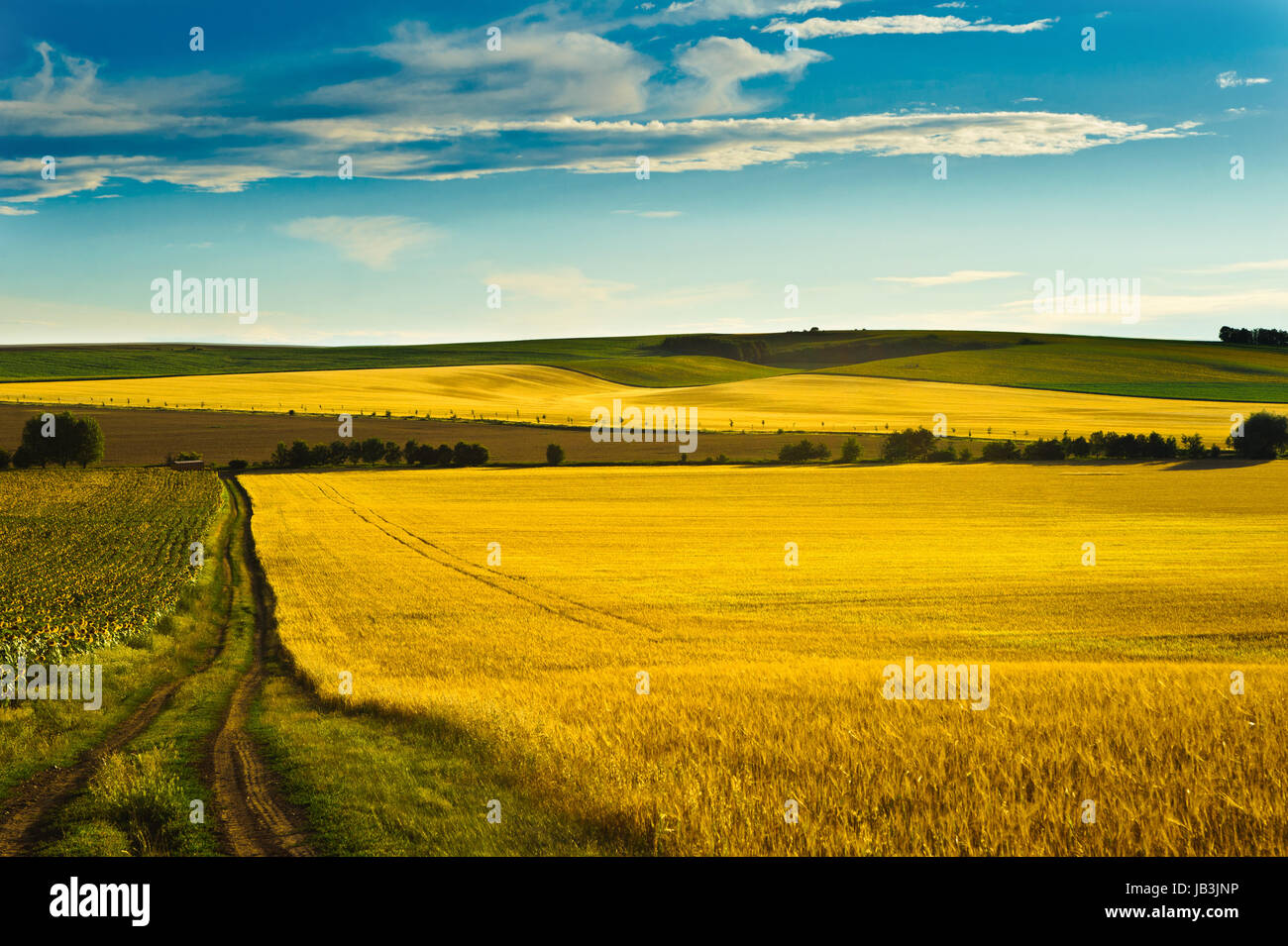 Summer field during late afternoon with clouds Stock Photo - Alamy