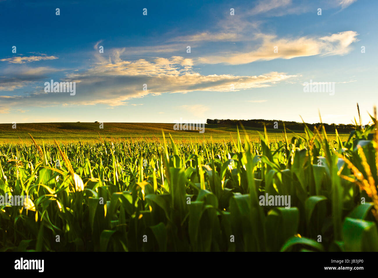 Summer field during late afternoon with clouds Stock Photo - Alamy