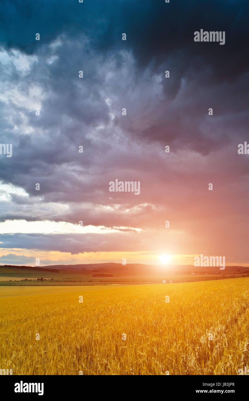 Summer field during late afternoon with clouds Stock Photo - Alamy