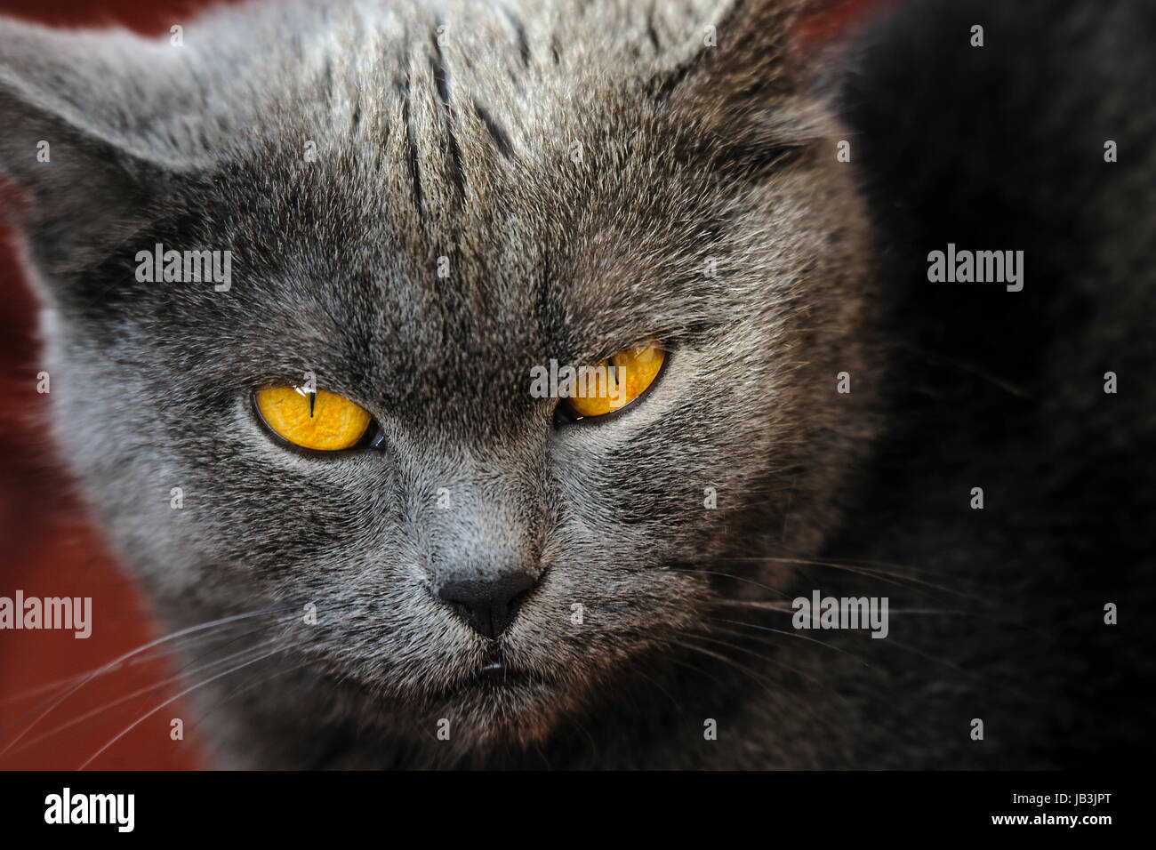 Young cat playing and watching and staring Stock Photo - Alamy