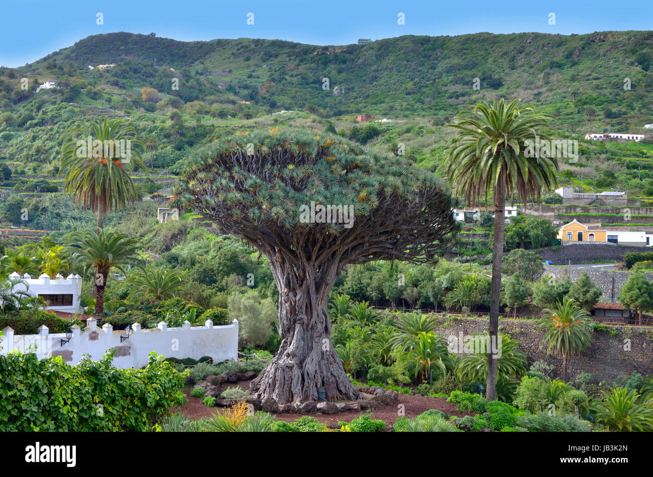Drago Milenario, Drachenbaum von Icod, Teneriffa Stock Photo - Alamy
