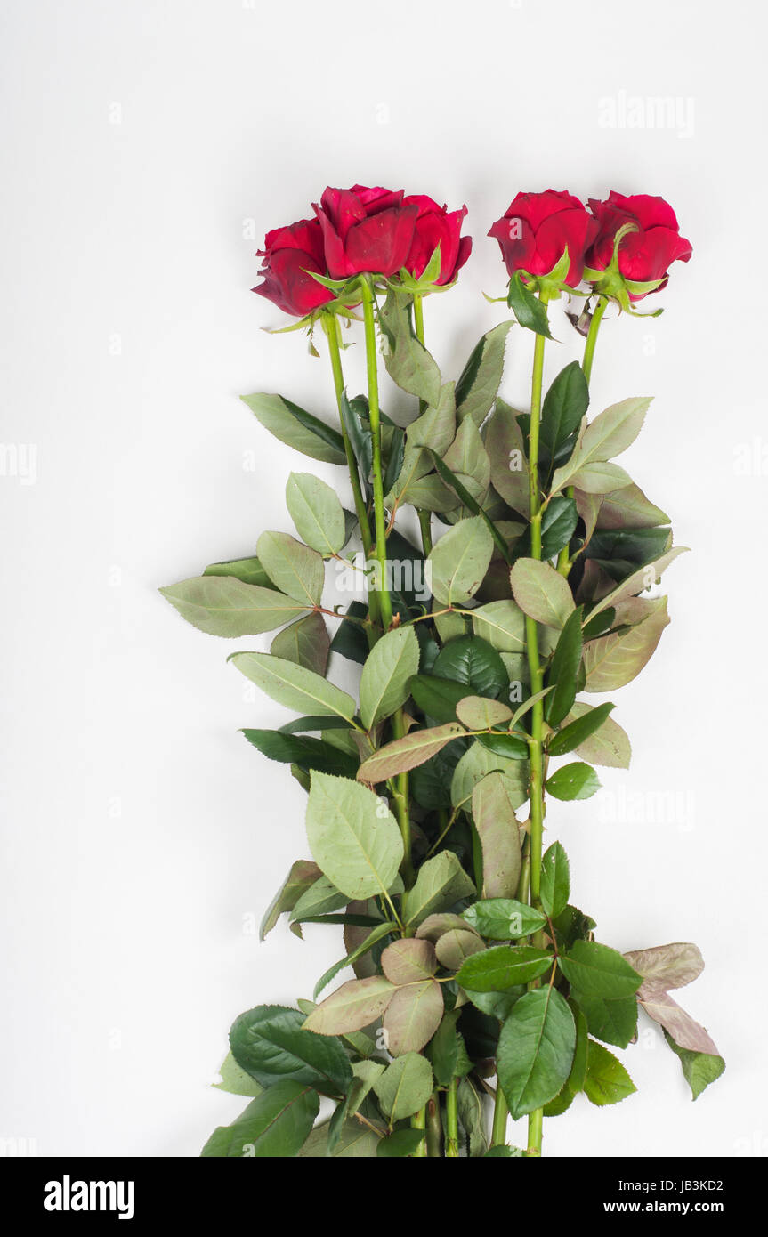 Fresh red roses, top view on the light background Stock Photo - Alamy
