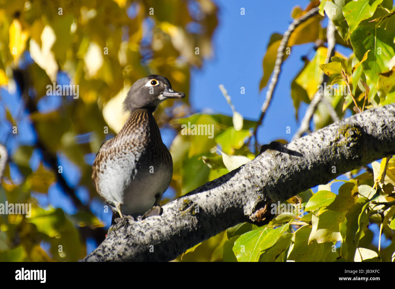 Ducke hi-res stock photography and images - Alamy