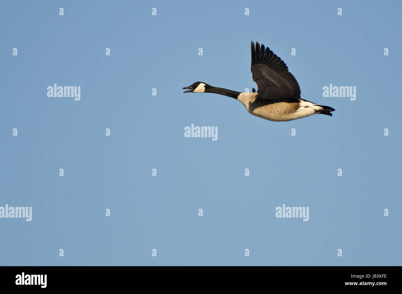 Canada Goose Flying in Blue Sky Stock Photo - Alamy