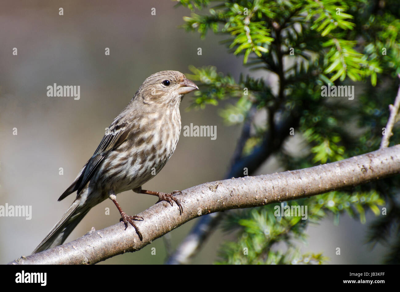 House finch resting hi-res stock photography and images - Alamy