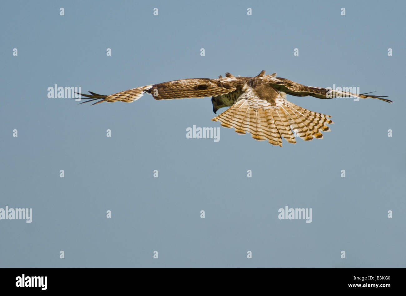 Diving Hawk