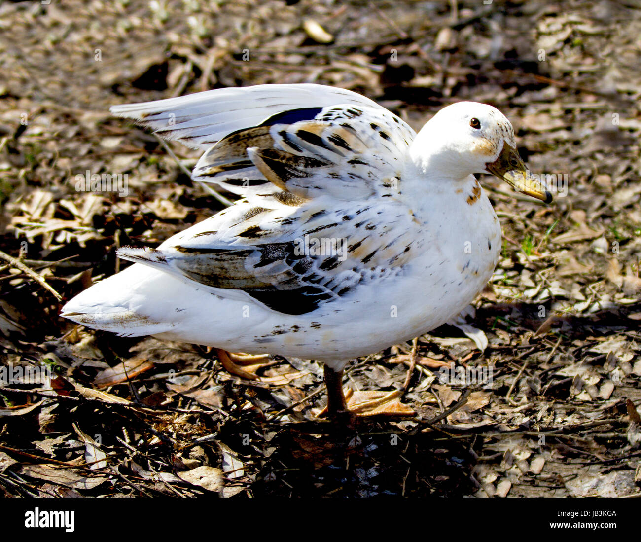 White Mallard but not albino Stock Photo - Alamy