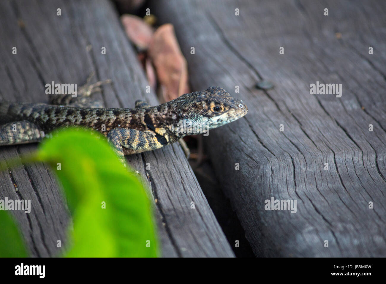 Brazilian lizard hi-res stock photography and images - Alamy