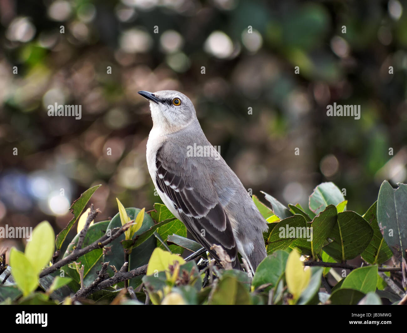 Northern Mockingbird in profile, looking up Stock Photo - Alamy