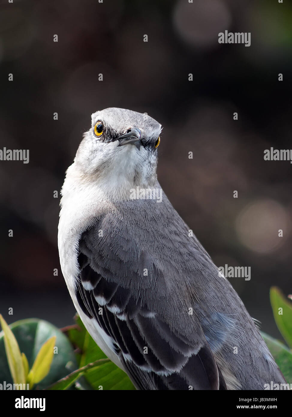 Portrait of a Northern Mockingbird looking straight on into the camera ...