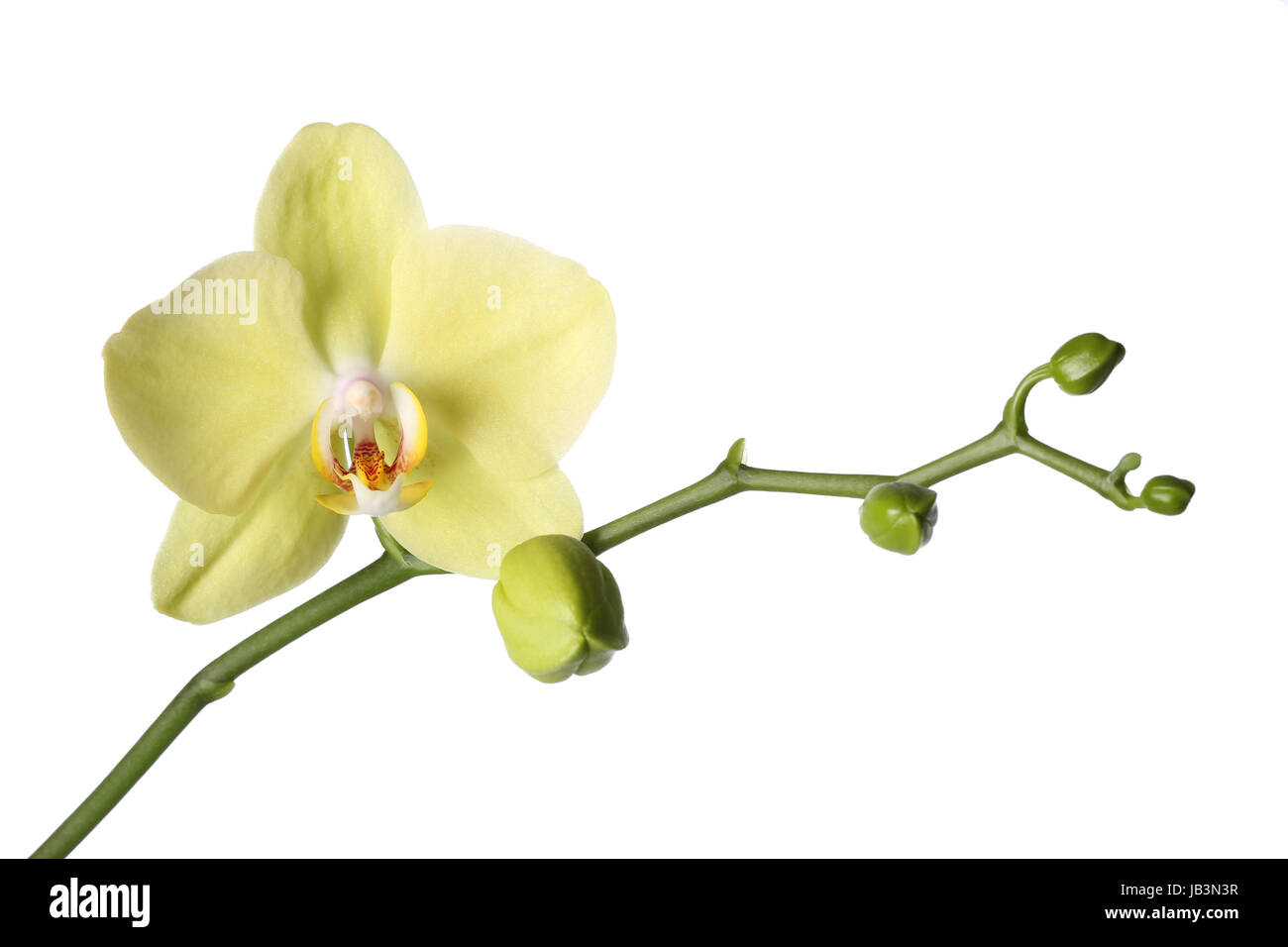 Green orchid isolated white background Stock Photo - Alamy