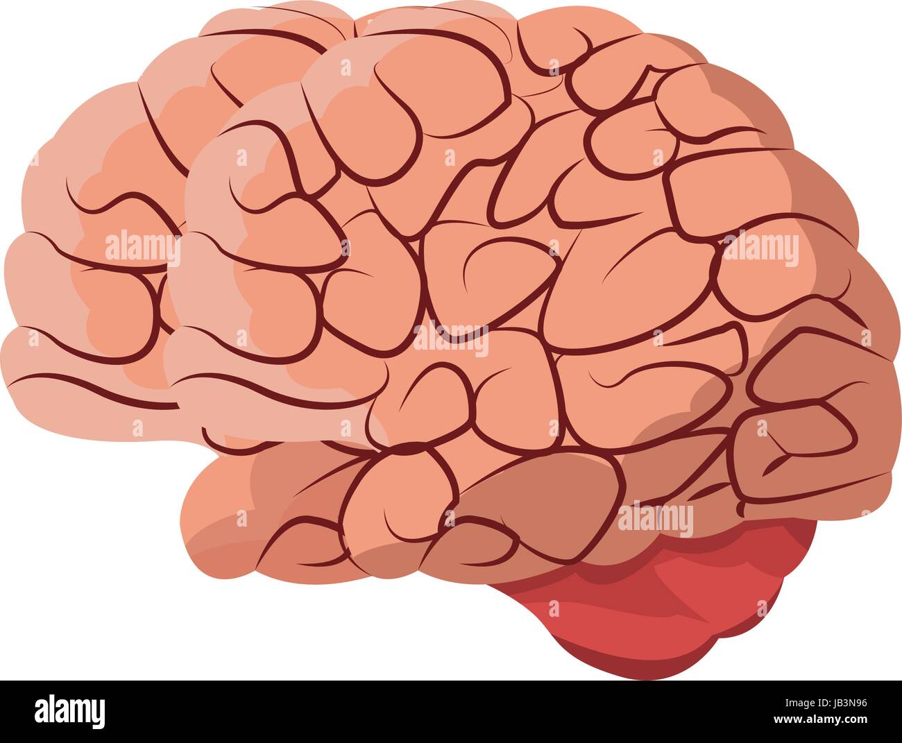 Anatomical diagram brain Stock Vector Images - Alamy