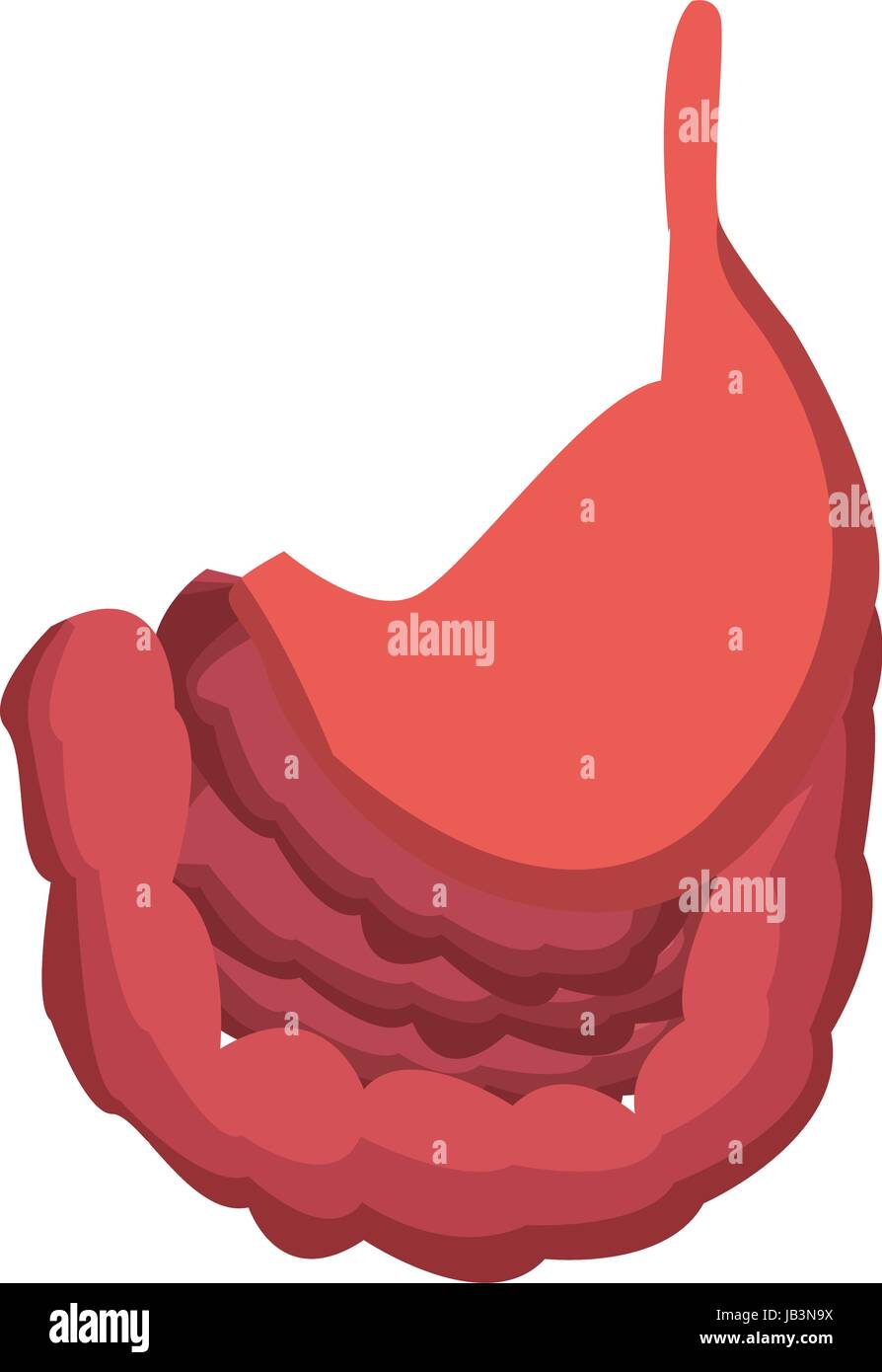 human stomach intestine biology medical Stock Vector Image & Art - Alamy