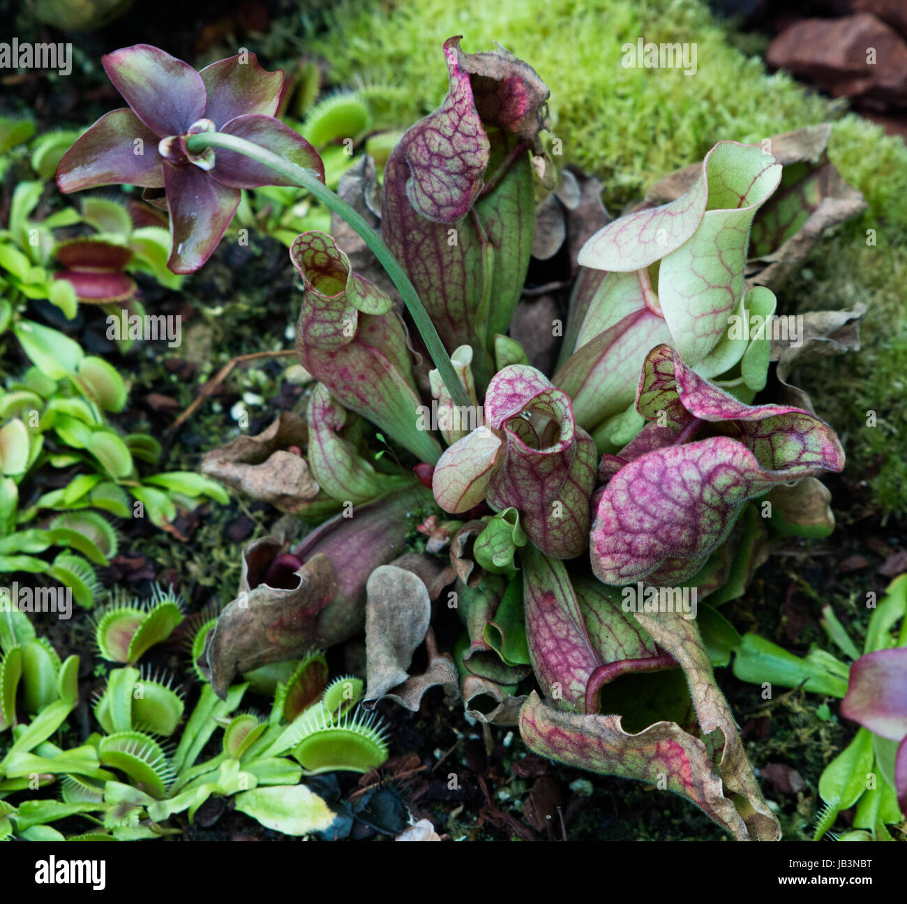 Pitcher plants in the greenhouse in Cloud Forest Gardens by the Bay ...