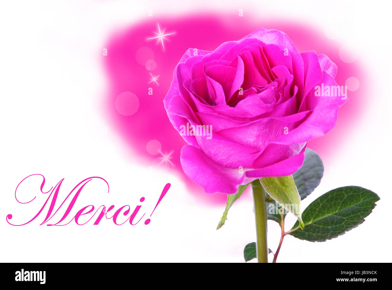 A Pink Rose with the French Word Merci Which means Thanks Stock Photo ...