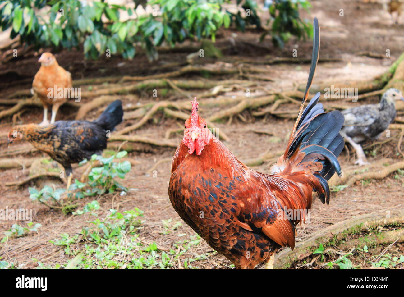 Free Range Chicken Stock Photo - Alamy