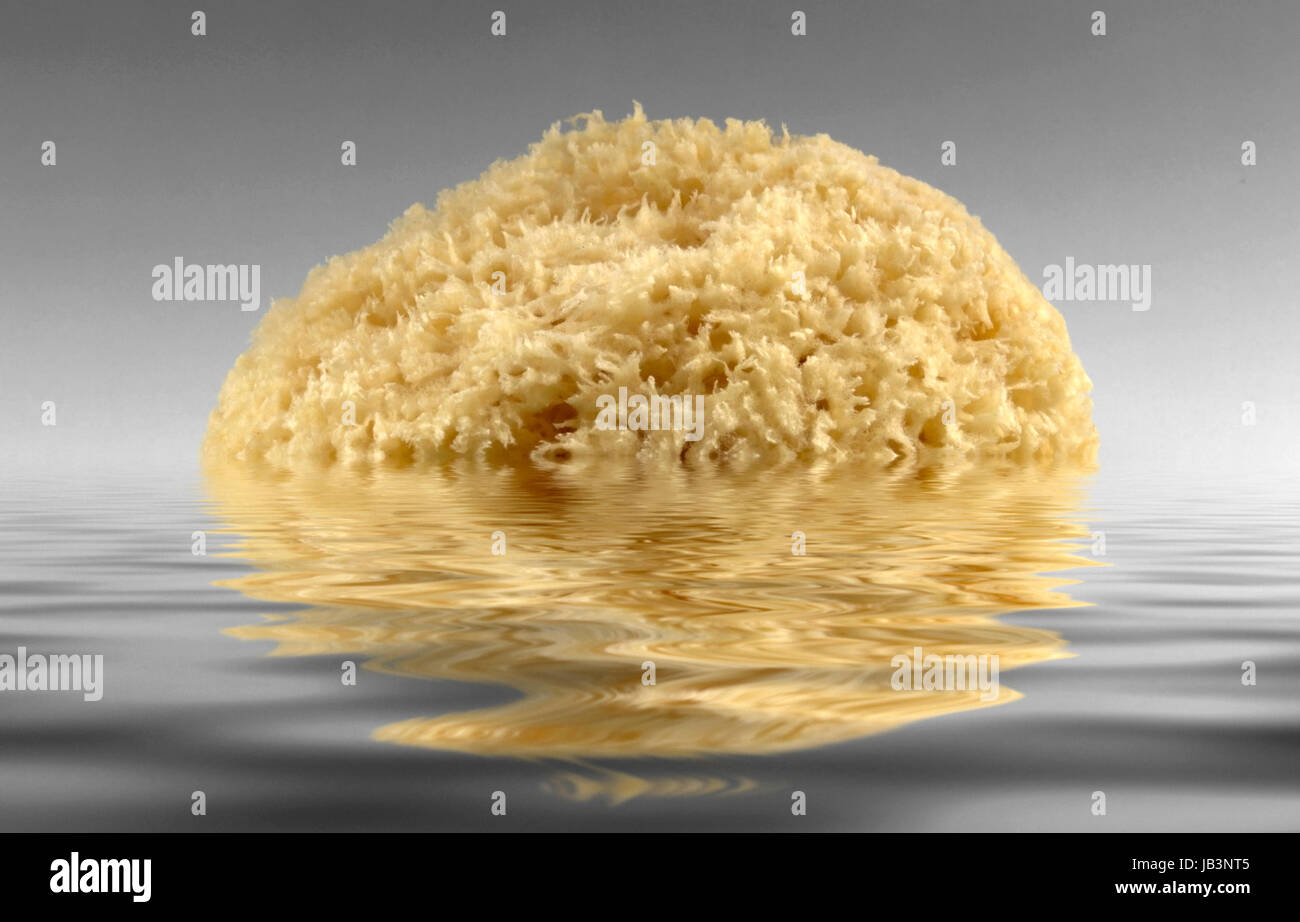 sinking yellow natural sponge on reflective water surface in grey back ...