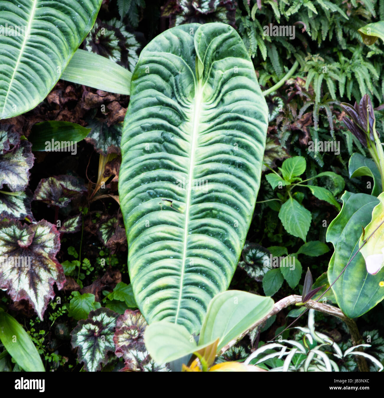 Large striped leaf of the tropical zebra plant in the Cloud Forest ...