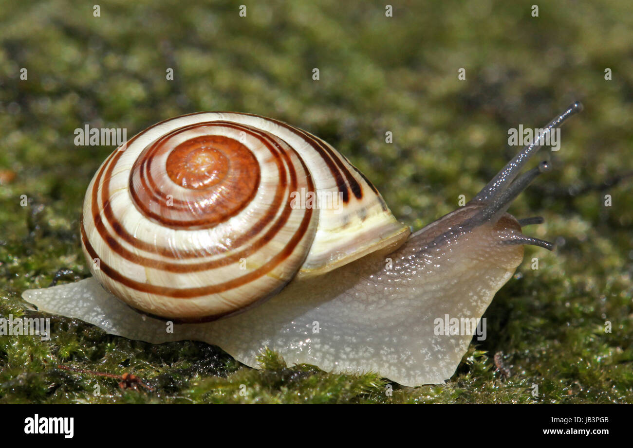 Rennschnecke hi-res stock photography and images - Alamy
