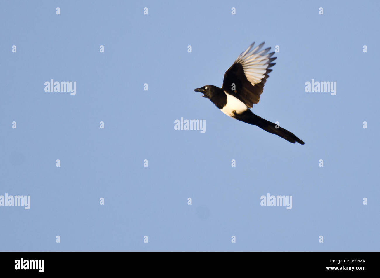 Black-Billed Magpie Flying in a Blue Sky Stock Photo - Alamy