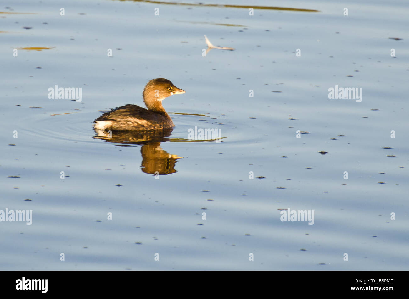 Juvenile american coot hi-res stock photography and images - Alamy