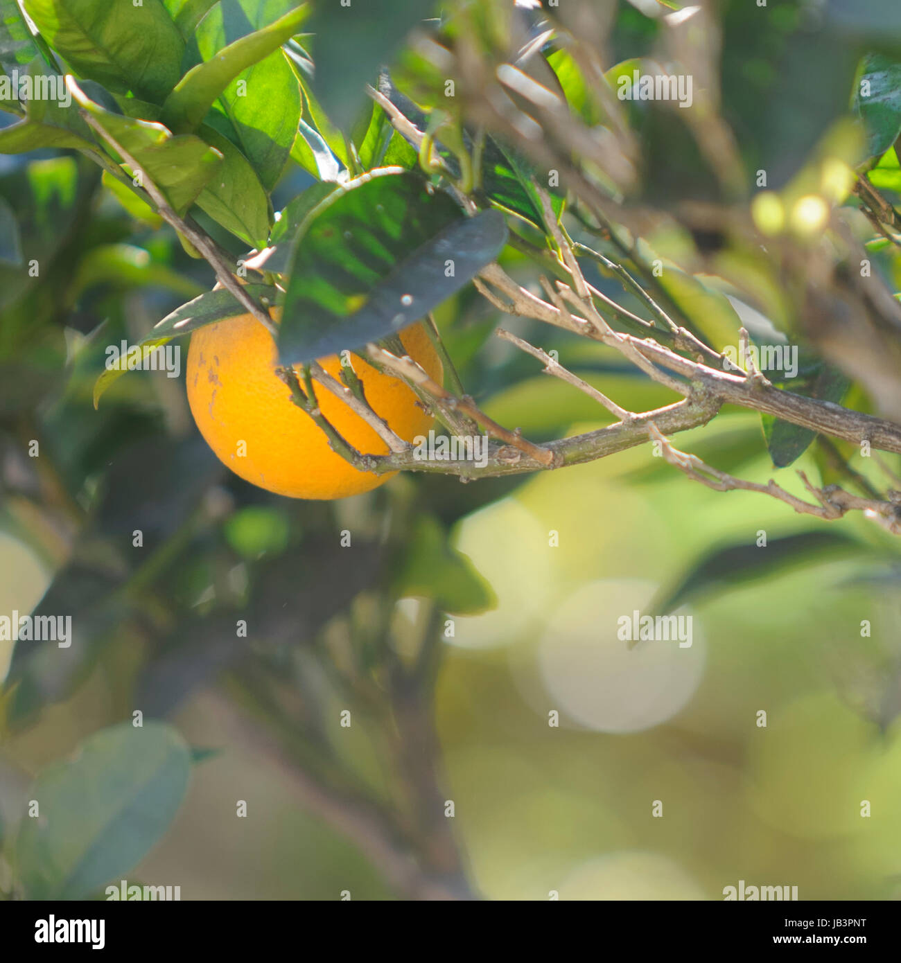 Oranges in trees malta hi-res stock photography and images - Alamy