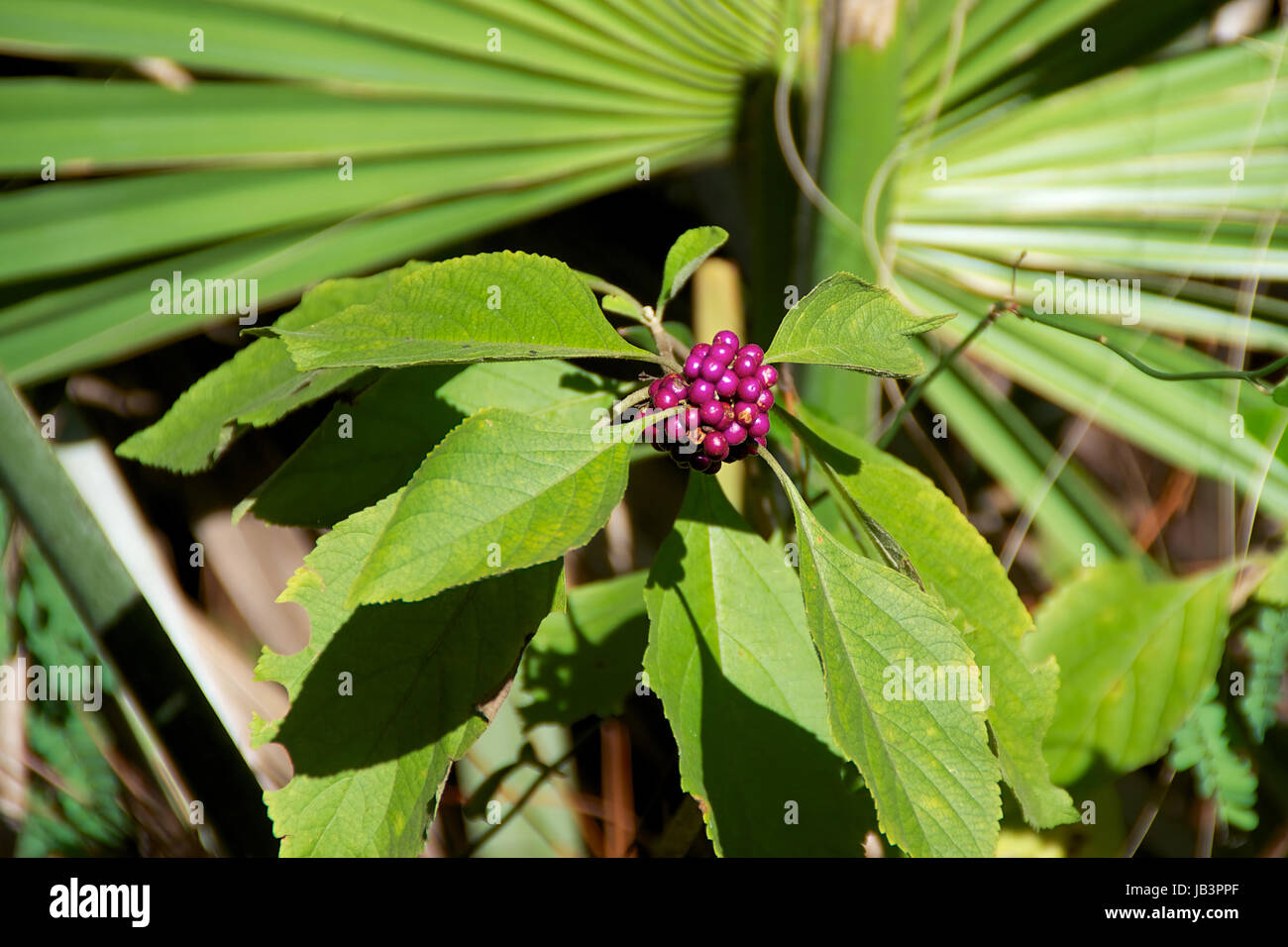 Florida wild berry hi-res stock photography and images - Alamy