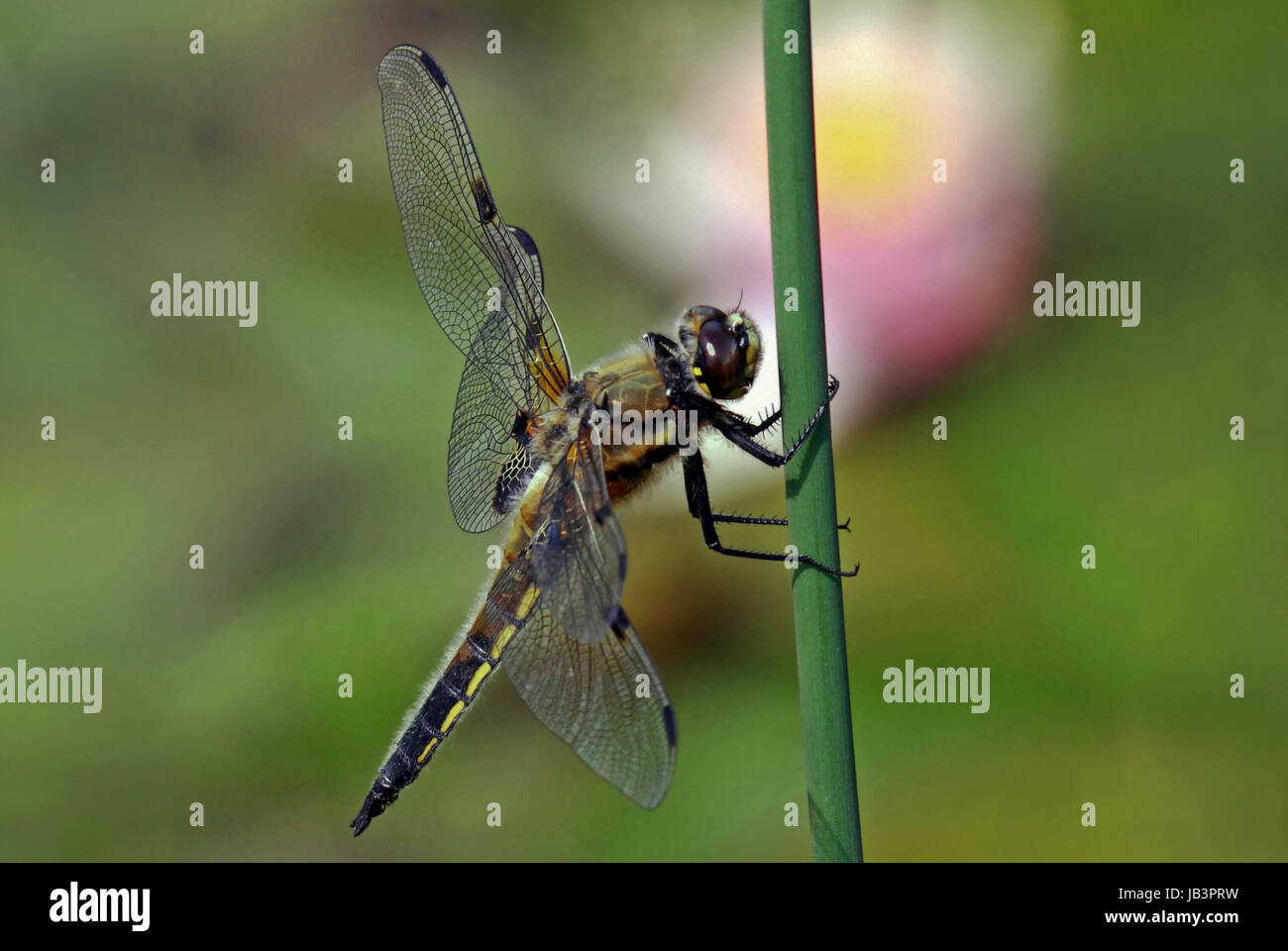 Four spotted libellula dragonfly hi-res stock photography and images ...
