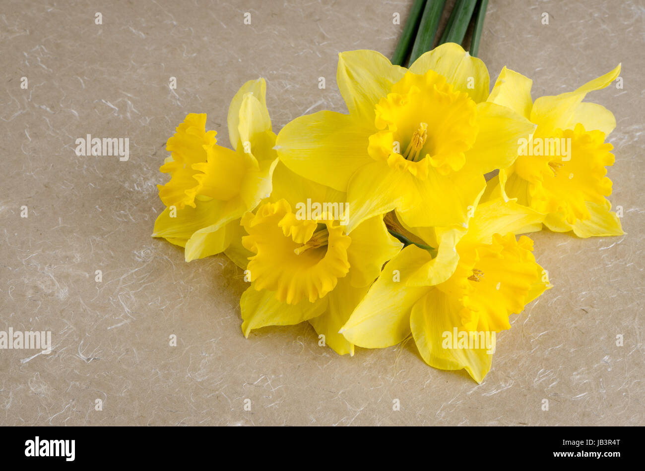 Yellow jonquil flowers on paper background Stock Photo - Alamy