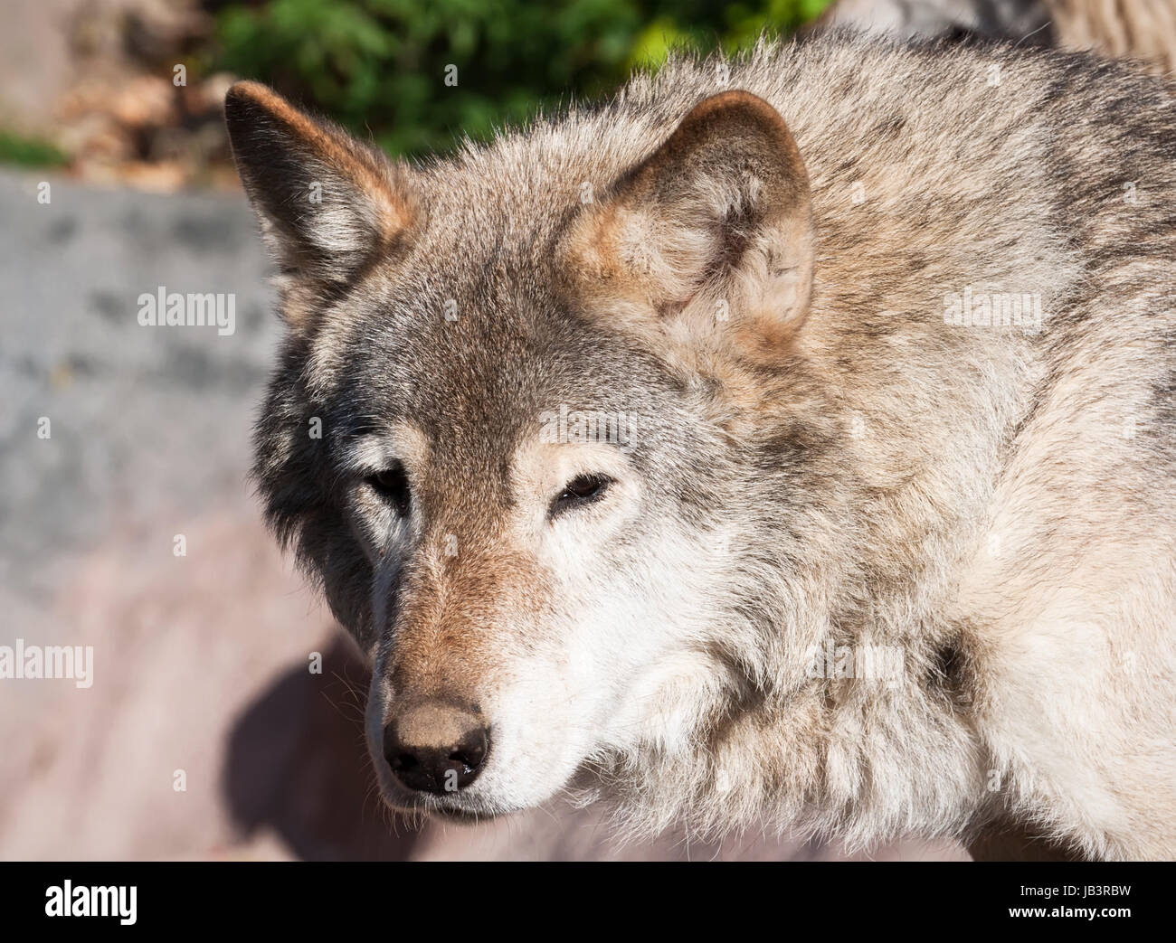 Nice close up portrait of gray wolf Stock Photo - Alamy