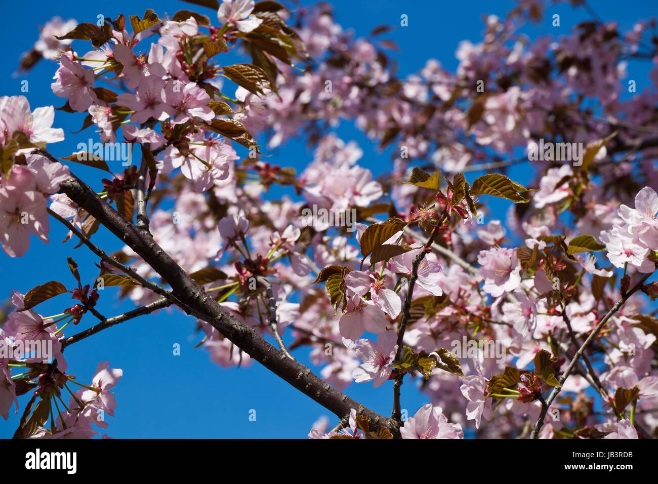 Beautiful pink flowers of Cherry blossom or Japanese Sakura in spring ...