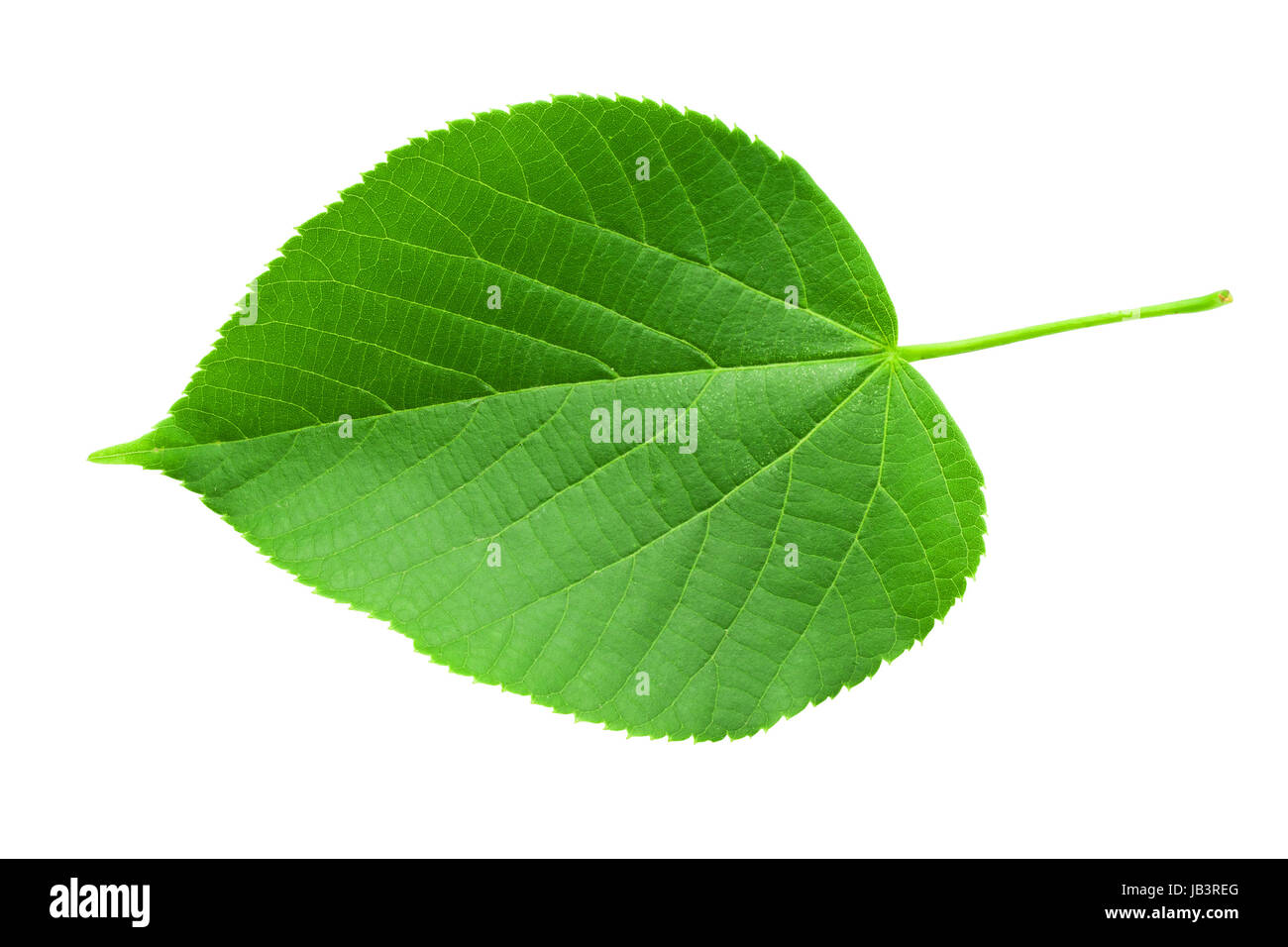 Beautiful macro photo of lime leaf, isolated on white background Stock ...