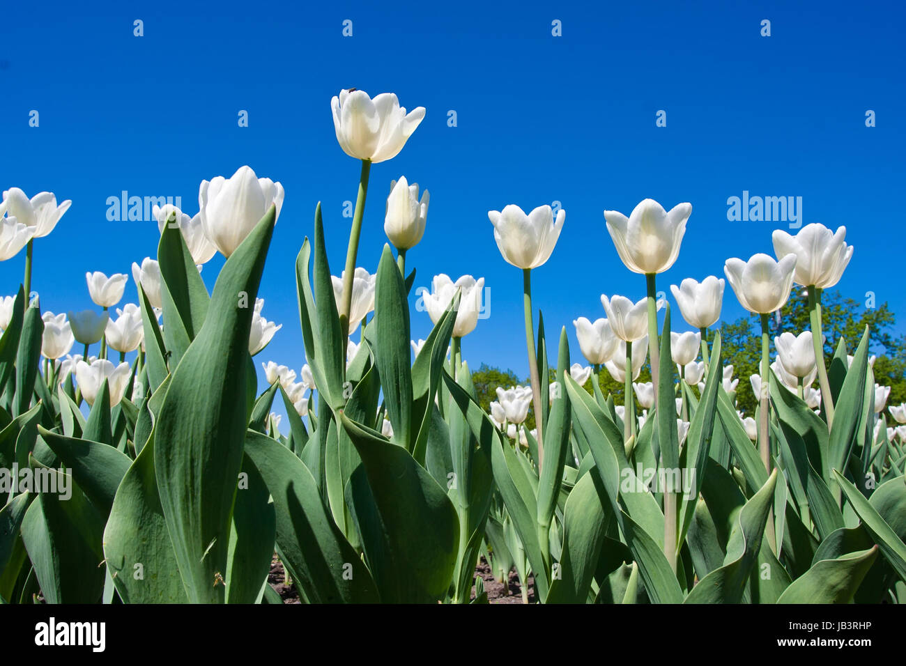 Beautiful colourful tulip flowers background in spring Stock Photo - Alamy