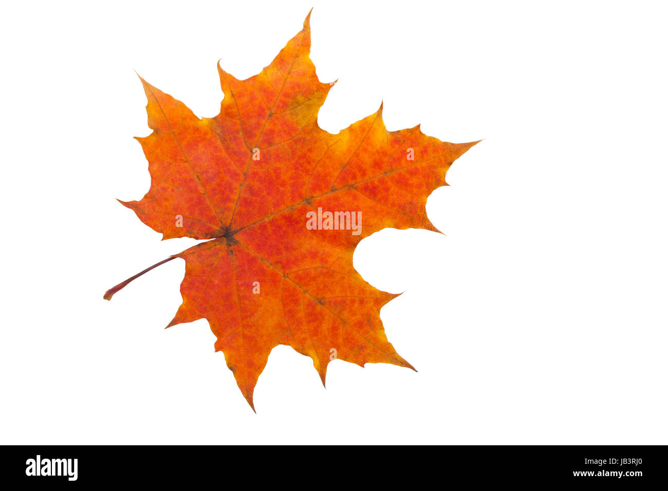 Beautiful maple leaf isolated on white background Stock Photo - Alamy