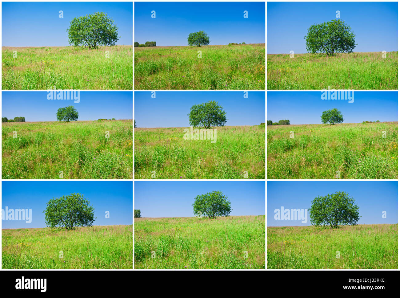 Beautiful photos of single tree in green field Stock Photo - Alamy