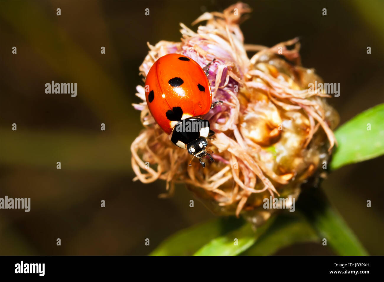 Macro photo of Ladybird bug on flower Stock Photo - Alamy