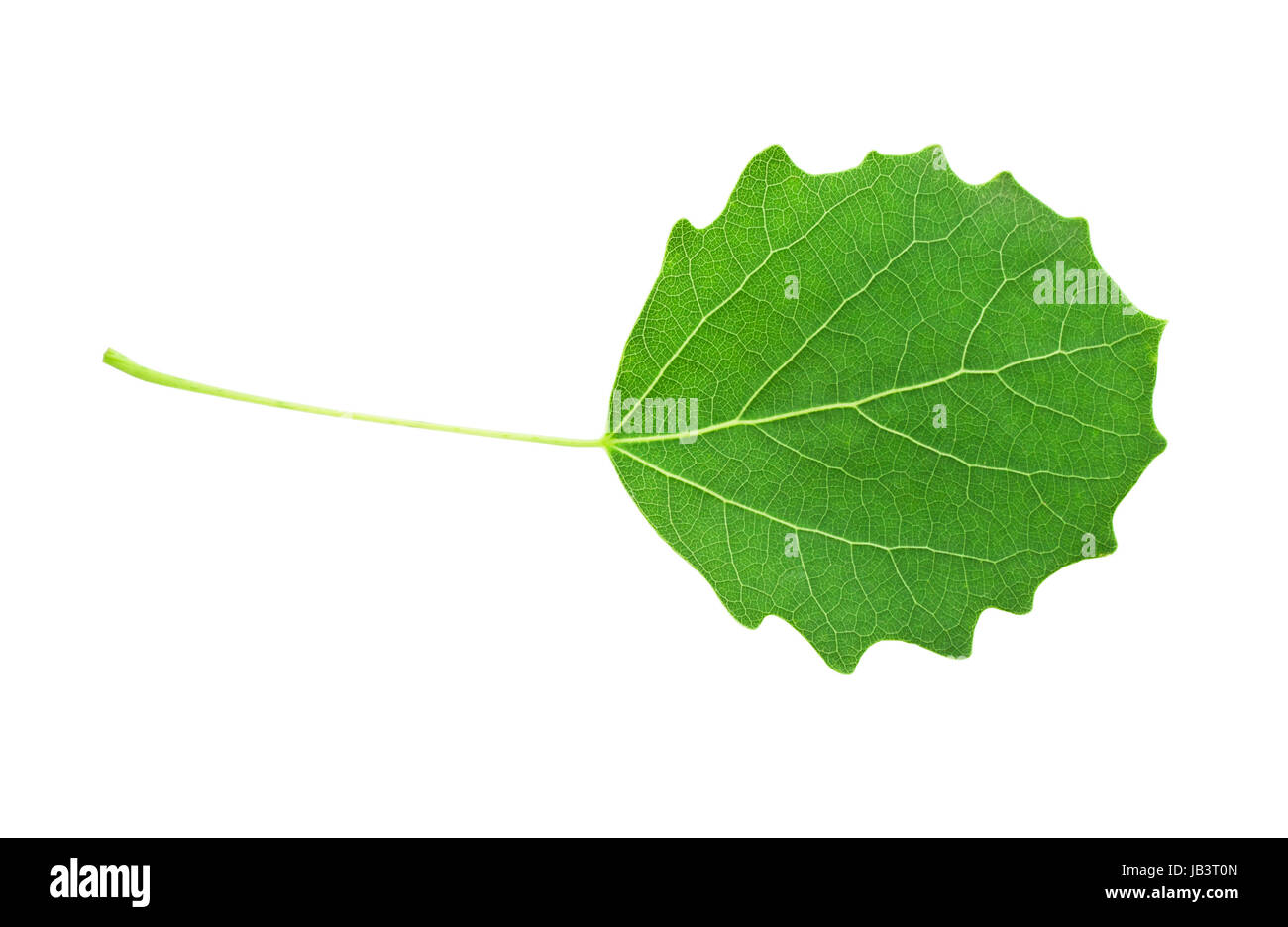 Beautiful macro photo of aspen leaf, isolated on white background Stock ...
