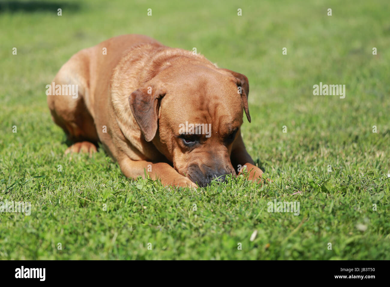 Young male japanese tosa inu dog playing in the green Stock Photo - Alamy