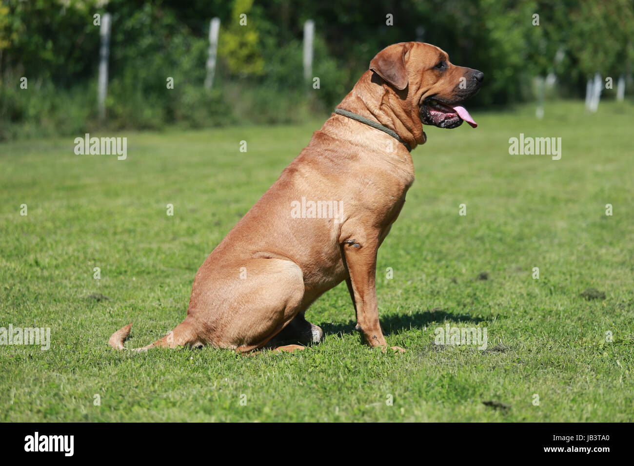 Dog tosa inu japanese mastiff hi-res stock photography and images - Alamy