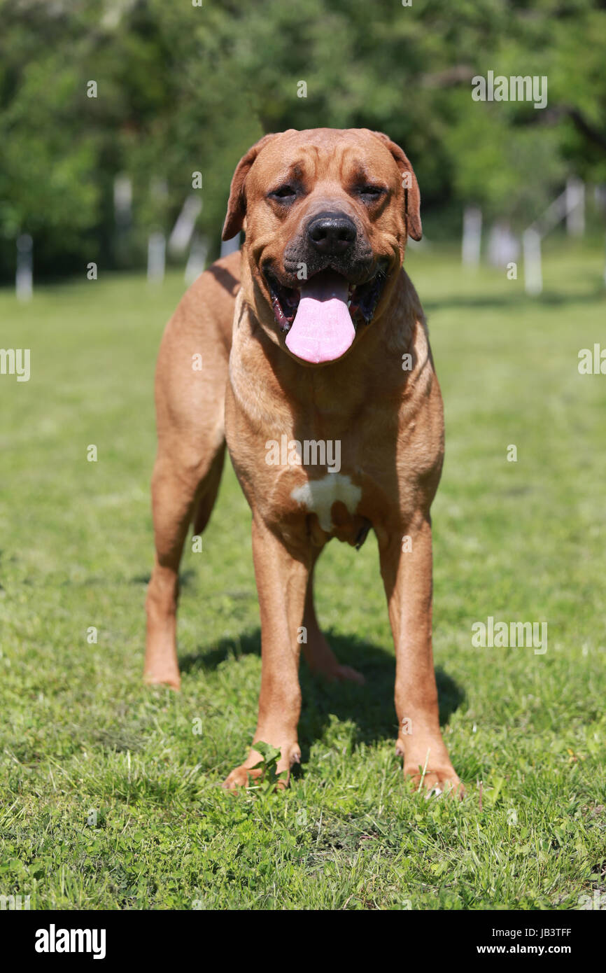 Japanese breed tosa inu dog watching in the garden Stock Photo - Alamy