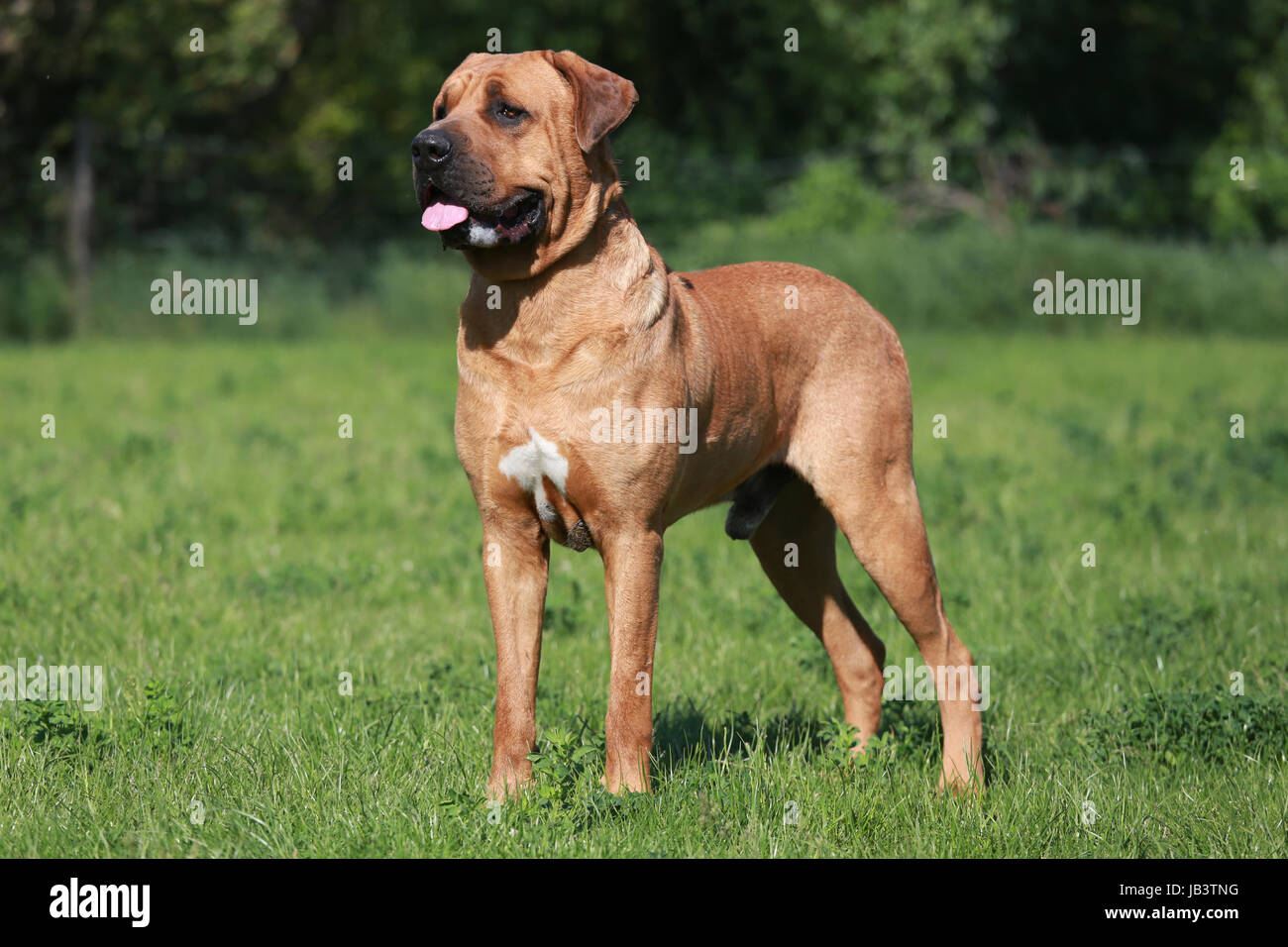 Tosa inu hi-res stock photography and images - Alamy